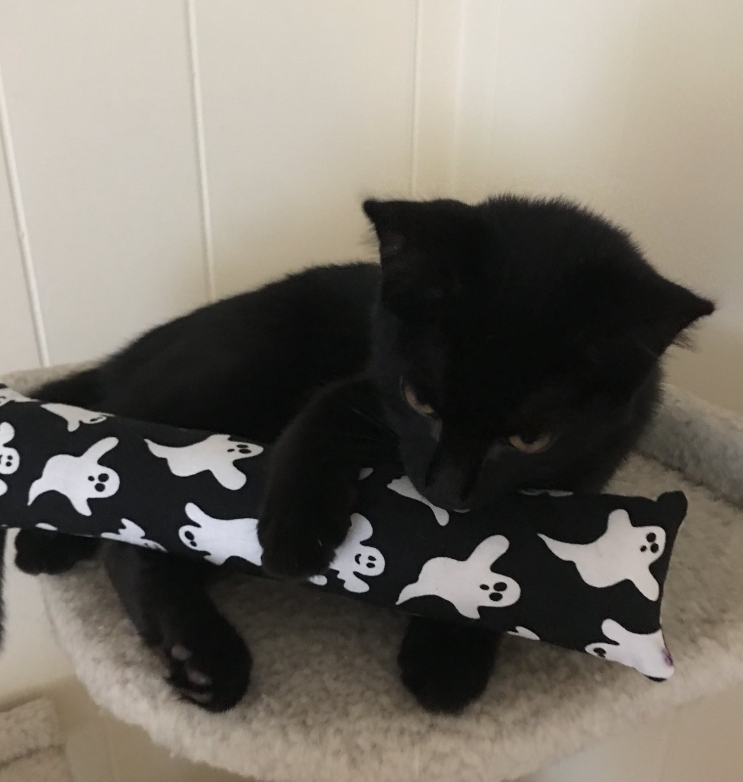 Kitty Kickers – Chloe's Pet Toys & More